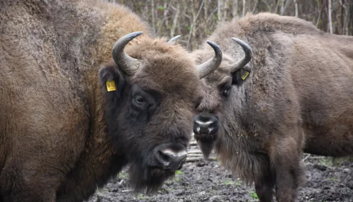 Wilder Blean Bison Project recognised as a 2025 Changemaker by Big Issue | Kent Wildlife Trust